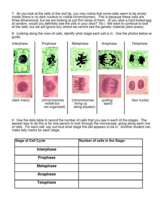 Observing mitosis lab | DOCX