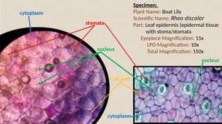 observing plant cells presentation by g7 | PPTX