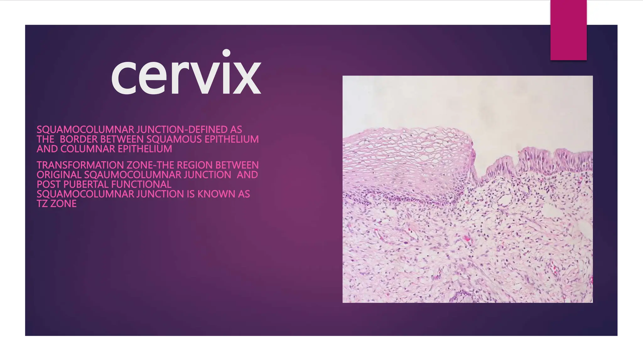 Obs gyne-2.pptx this contains vagina cervix, fallopian tube etc. | PPTX