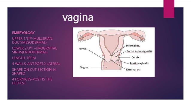 Obs gyne-2.pptx this contains vagina cervix, fallopian tube etc. | PPT