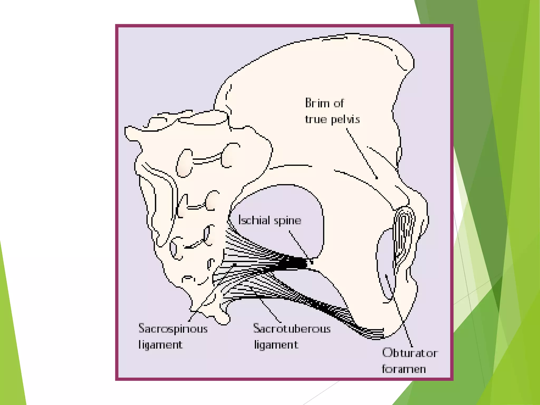 Obstetric anatomy | PPT
