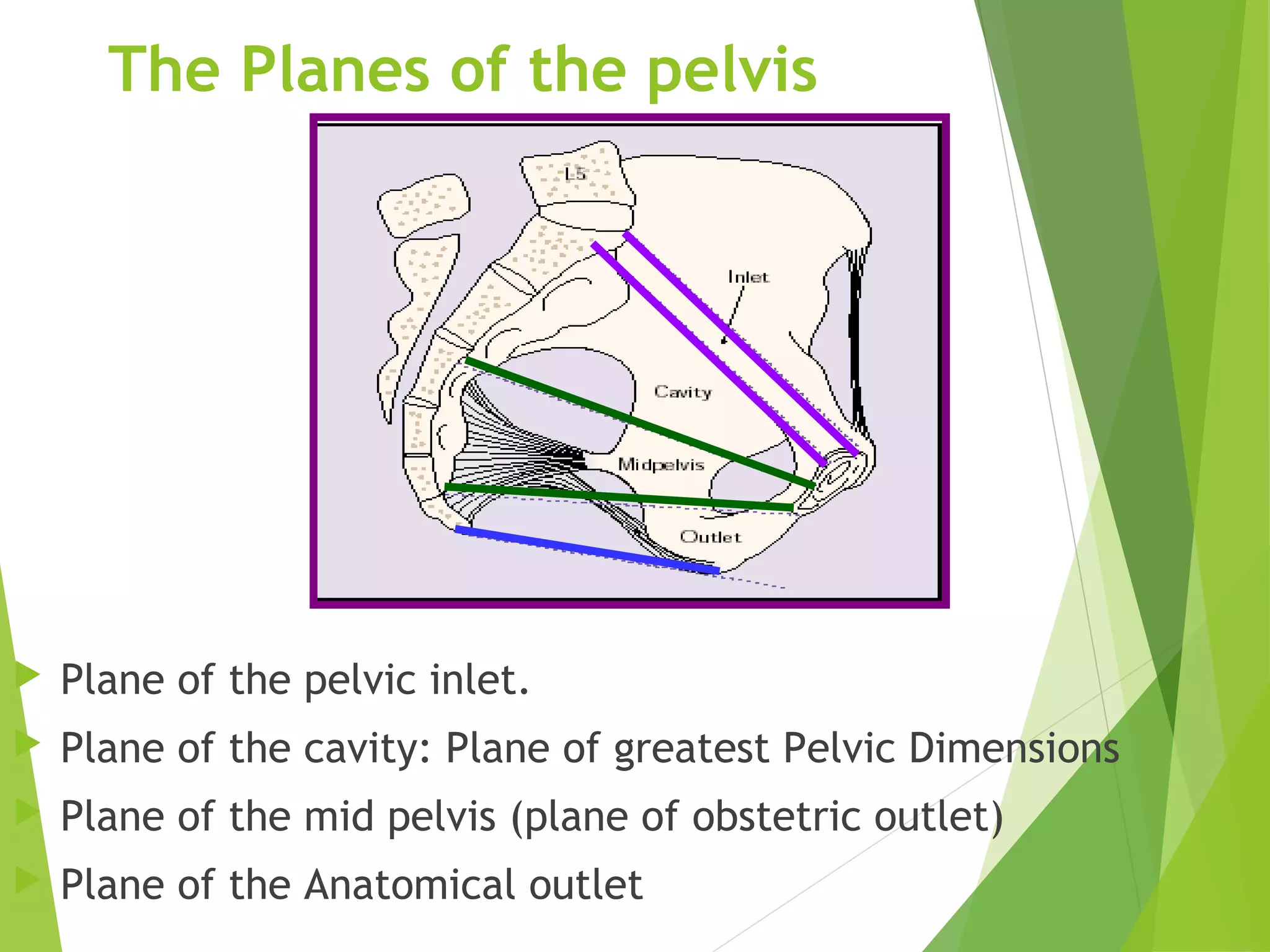 Obstetric anatomy | PPT