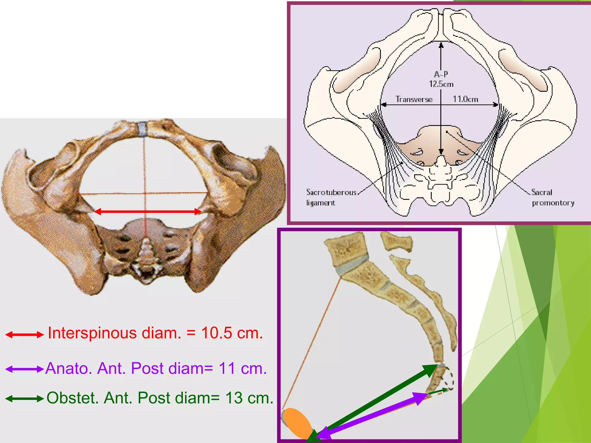 Obstetric anatomy | PPT