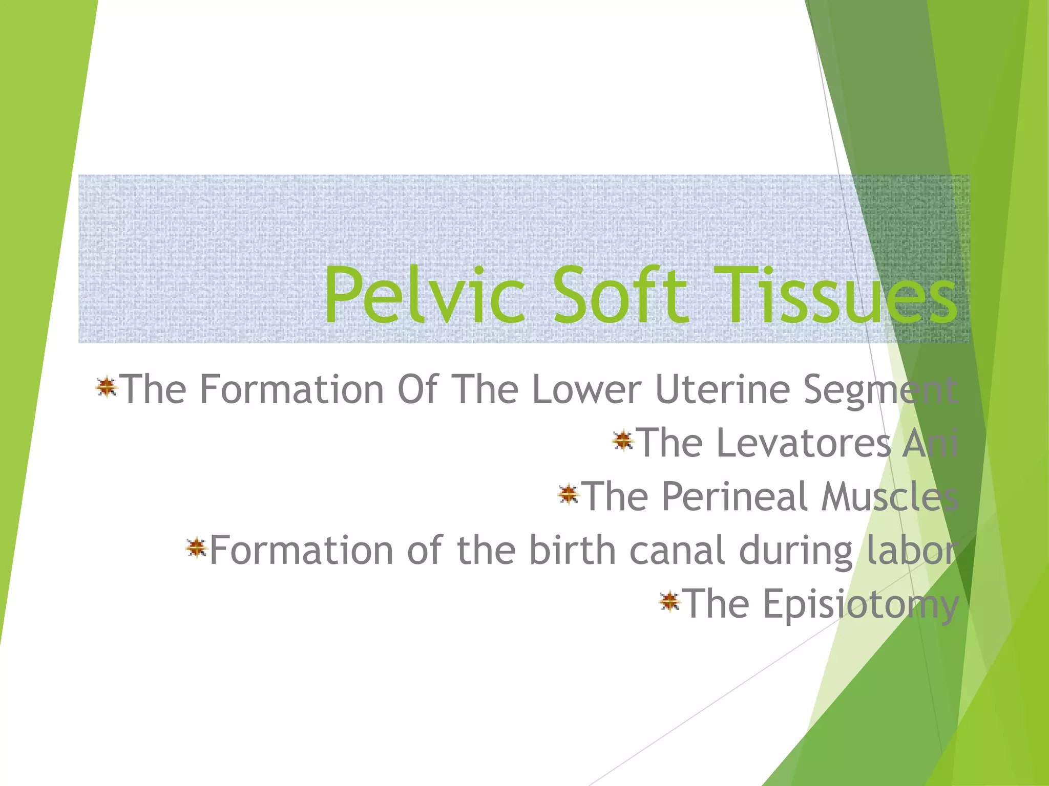 Obstetric anatomy | PPT