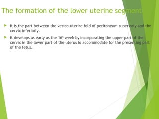 Obstetric anatomy | PPT