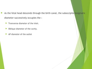 Obstetric anatomy | PPT