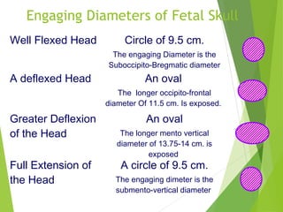 Obstetric anatomy | PPT