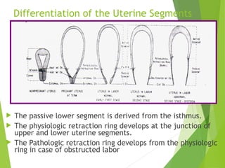 Obstetric anatomy | PPT