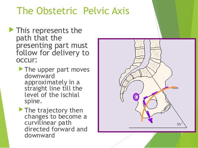 Obstetric anatomy