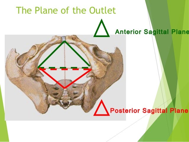 Obstetric anatomy