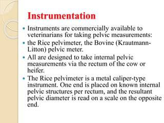 Obstetrical Anatomy of female animal.pptx | Pregnancy | Reproductive Health