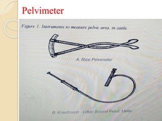 Obstetrical Anatomy of female animal.pptx | Pregnancy | Reproductive Health