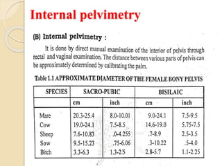 Obstetrical Anatomy of female animal.pptx