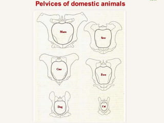 Obstetrical Anatomy of female animal.pptx