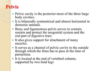 Obstetrical Anatomy of female animal.pptx