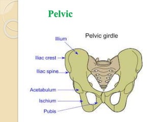 Obstetrical Anatomy of female animal.pptx