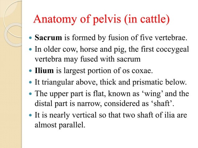 Obstetrical Anatomy of female animal.pptx