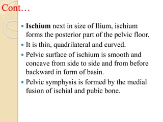Obstetrical Anatomy of female animal.pptx