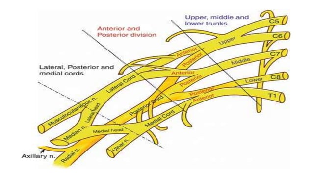 Obstetrical Brachial Plexus Palsy(OBPI).pptx