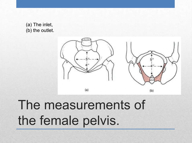 Obstetrical pelvic measurements | PPTX | Pregnancy | Reproductive Health