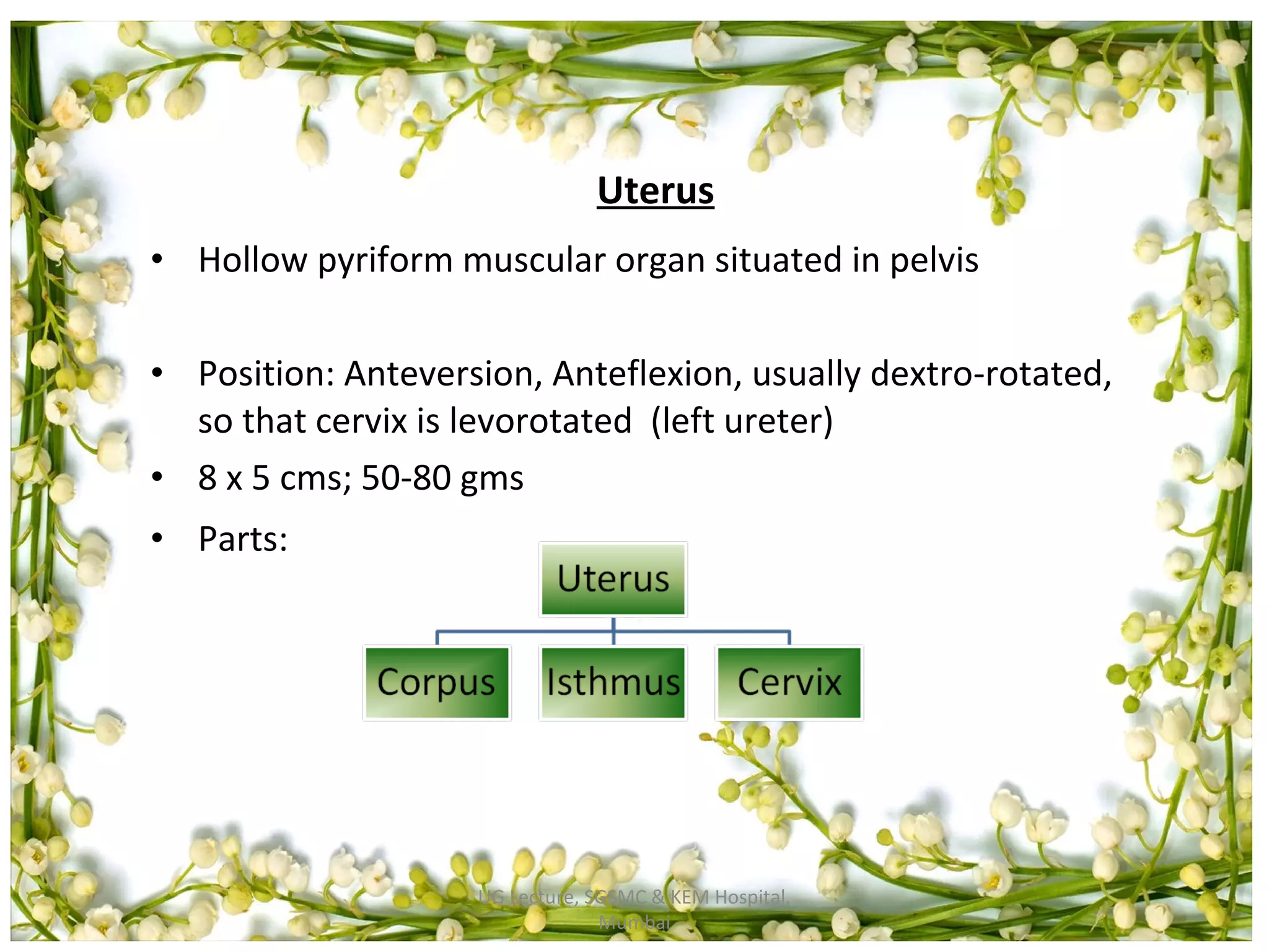 Obstetric Anatomy | PPT