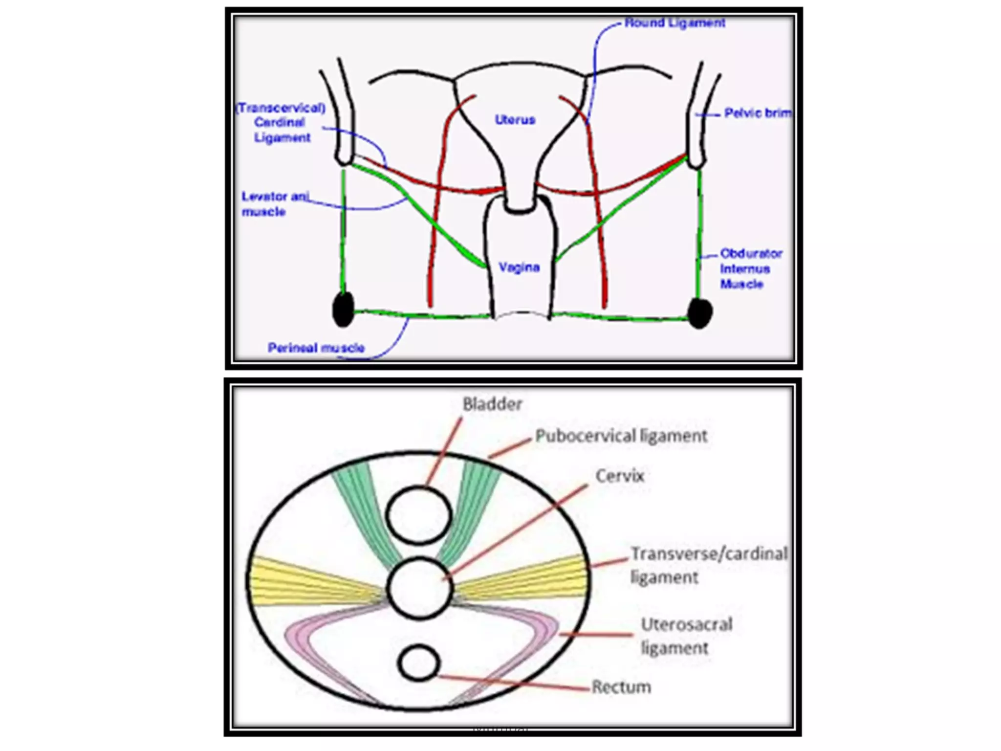 Obstetric Anatomy | PPT