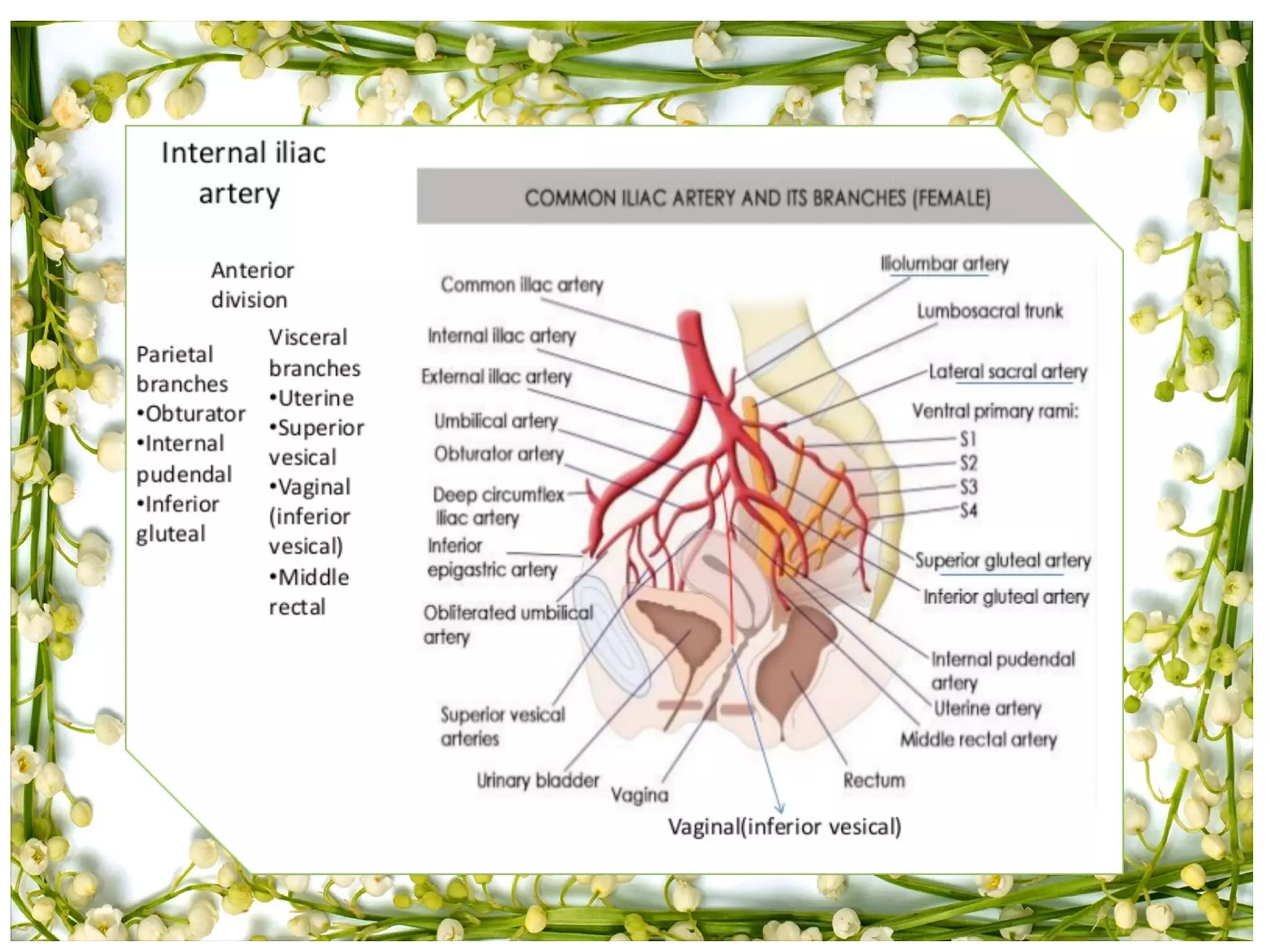 Obstetric Anatomy | PPT