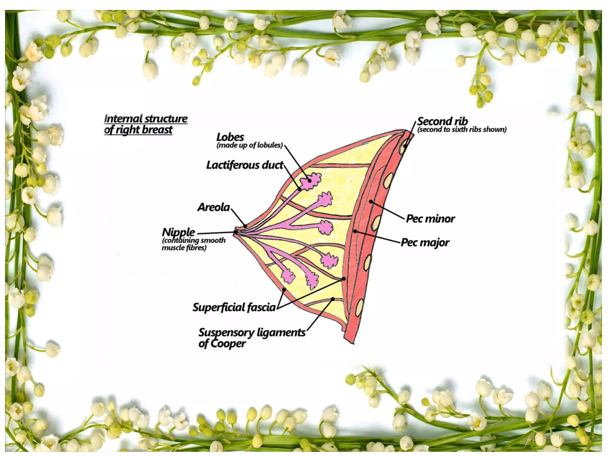 Obstetric Anatomy | PPT