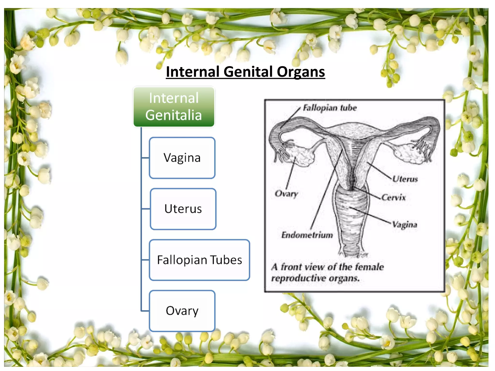 Obstetric Anatomy | PPT