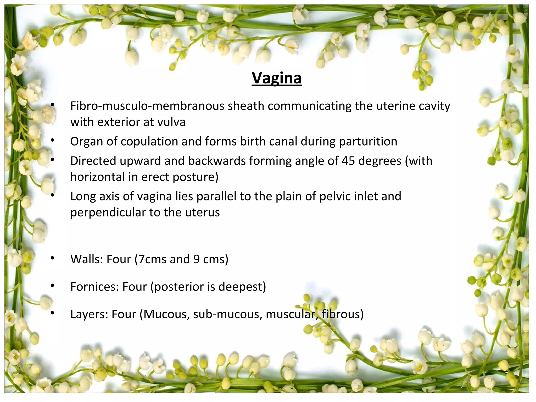 Obstetric Anatomy | PPT