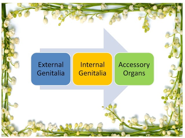 Obstetric Anatomy | PPT
