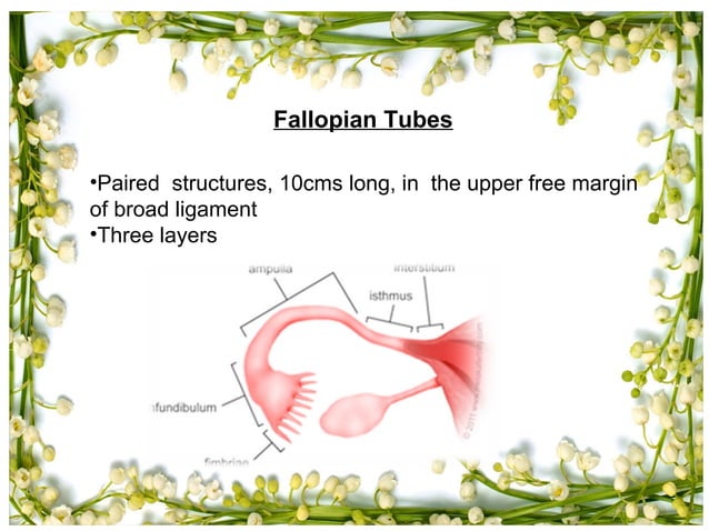 Obstetric Anatomy | PPT