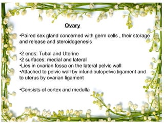 Obstetric Anatomy | PPT