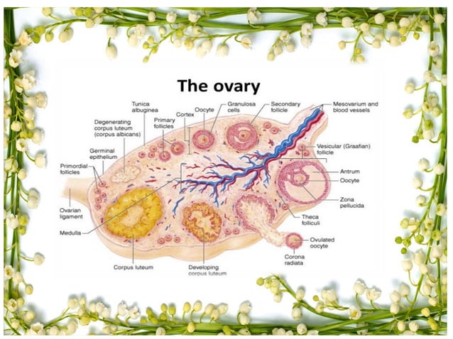 Obstetric Anatomy | PPT