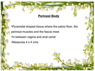 Obstetric Anatomy | PPT