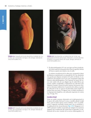 Obstetricia - Williams - GINECO Y BSTETRICA - 26a.pdf