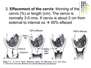 Obstetric physical examination-Ramy.ppt