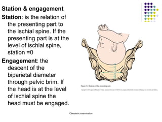 Obstetric physical examination-Ramy.ppt