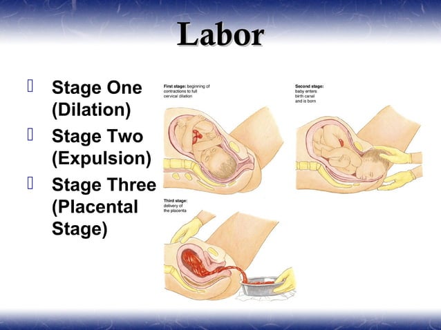 Obstetrics | PPT