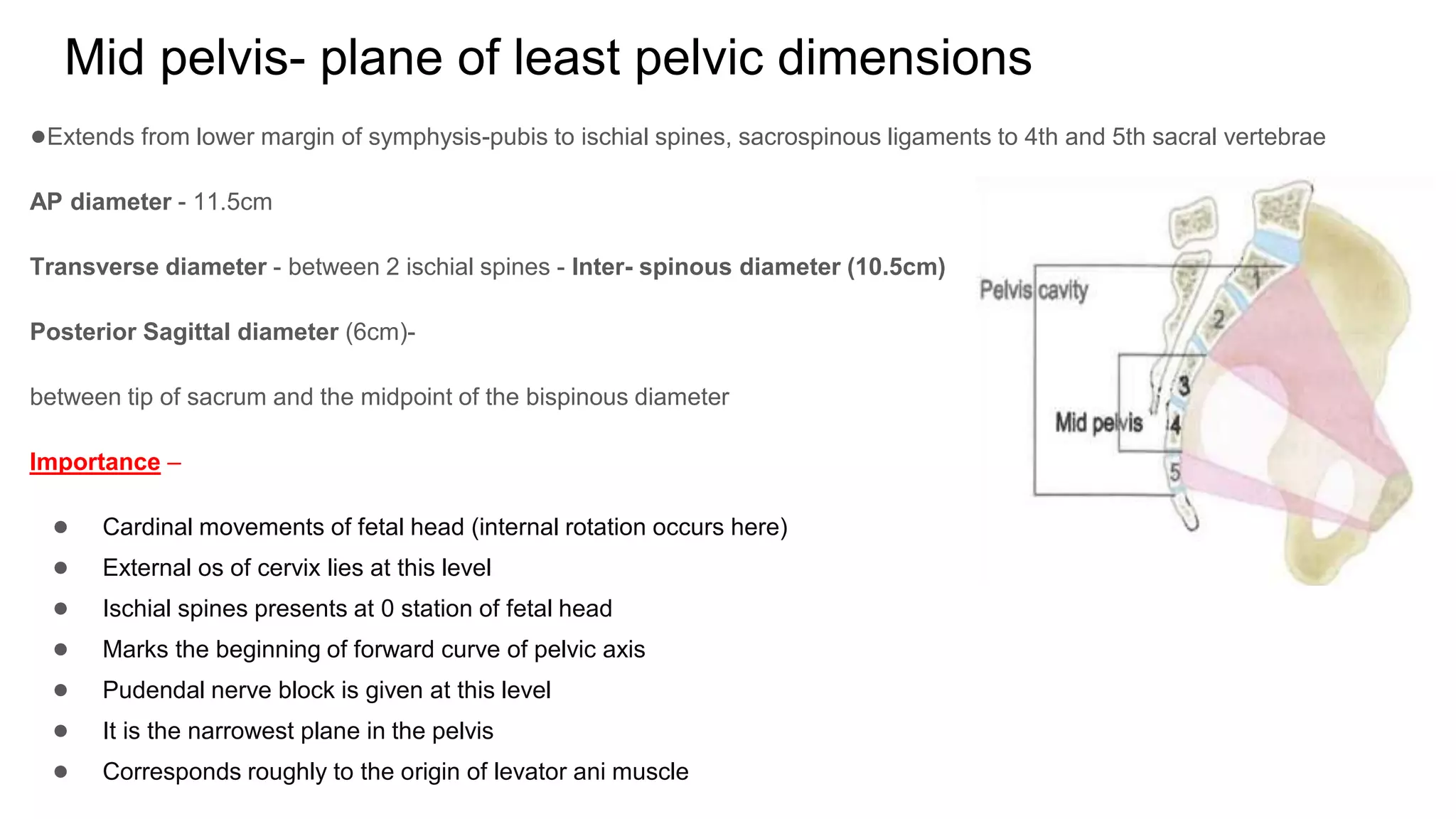 Pelvis and fetal skull.pptx