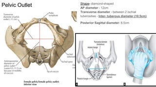 Pelvis and fetal skull.pptx