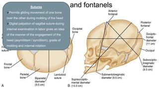 Pelvis and fetal skull.pptx