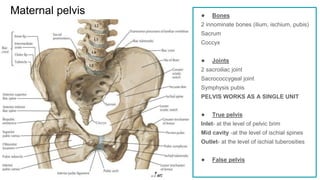 Pelvis and fetal skull.pptx