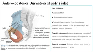 Pelvis and fetal skull.pptx