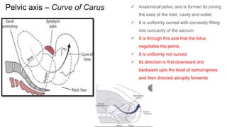 Pelvis and fetal skull.pptx