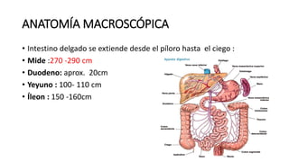 Obstrucción intestinal | PPTX