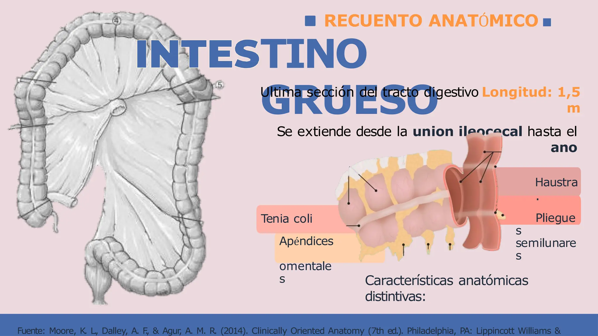 Obstrucción intestinal baja cirugia general | PPTX