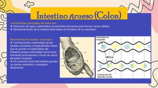 Comprehensive Overview of Intestinal Obstruction: Anatomy ...