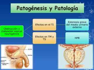 Obstruccion y estasis urinaria | PPTX
