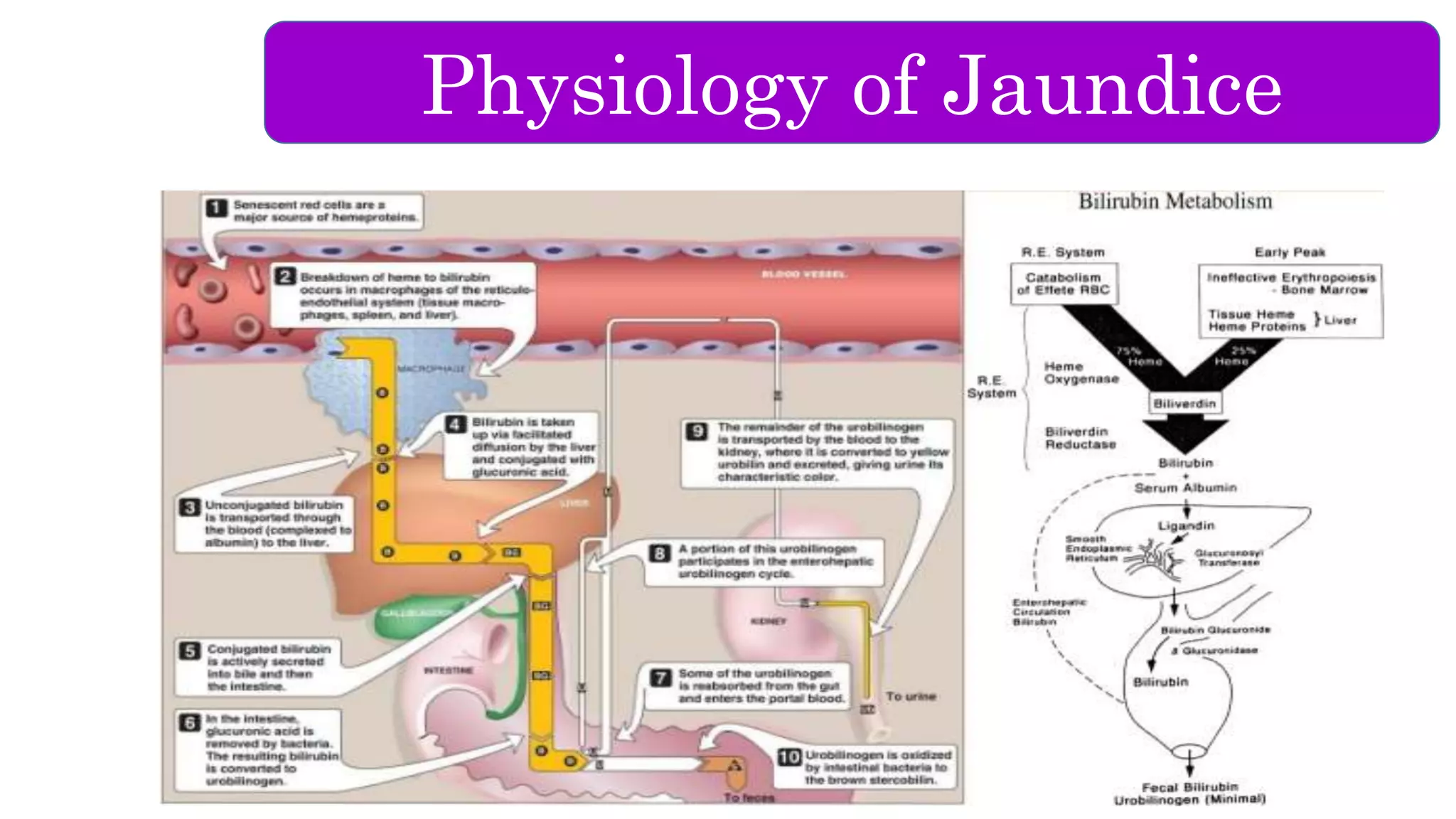 Obstructive jaundice- Introduction | PPTX